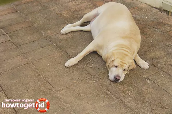 Gevolgen van obesitas bij honden