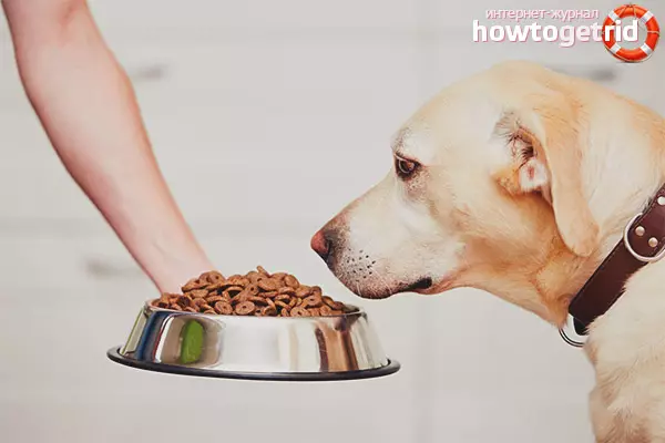 Mengapa anjing tidak makan makanan kering?