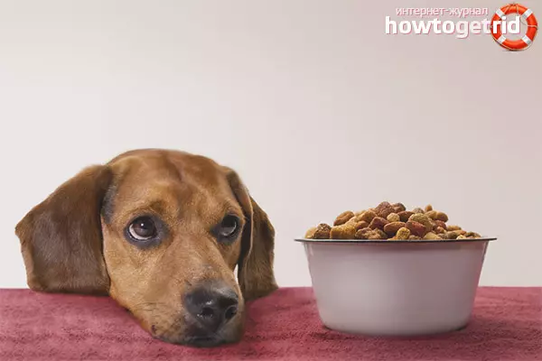 Wat om te doen as die hond nie droë kos eet nie