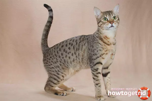 Kanasani (Canaani) - Katrangan Breed lan Karakter Cat