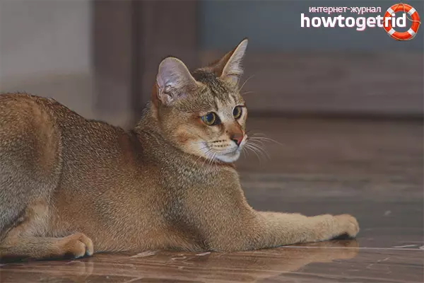 Chauzi - Katrangan Breed lan Karakter Cat