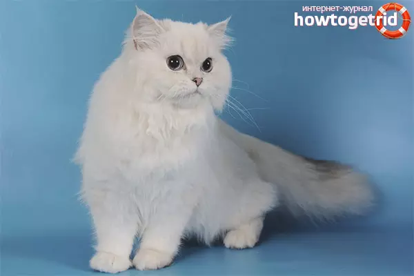 British Long Haired Cat