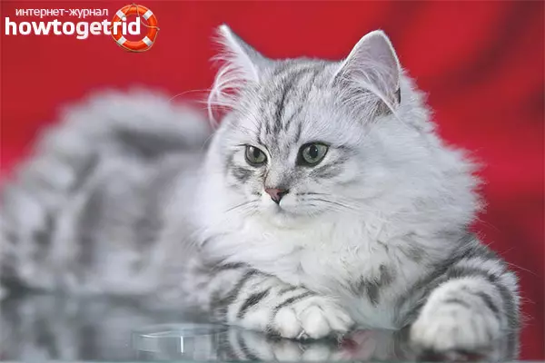 Perawatan Kucing Cat Rambut Inggris