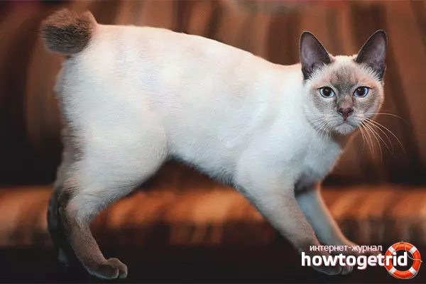 mekong bobtail.