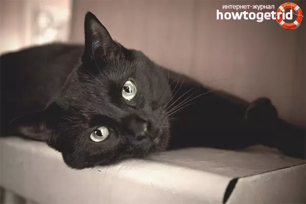 Bombay Cat.