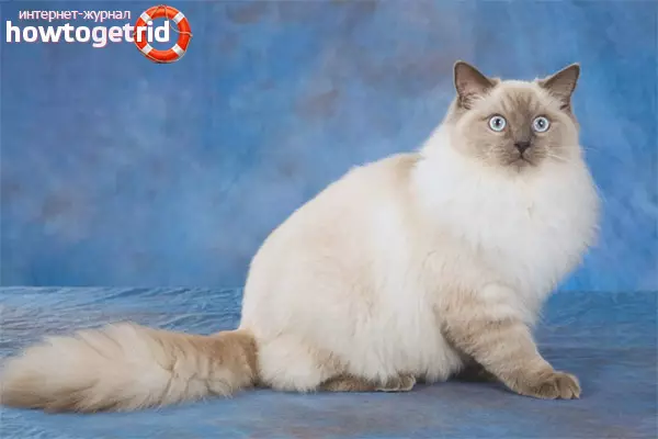 Ragdoll - Breed Priskribo kaj Kato-Karaktero