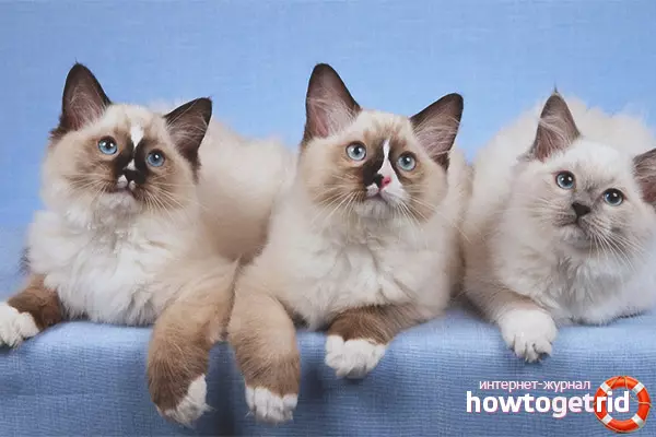 Cat Breed Ragdoll