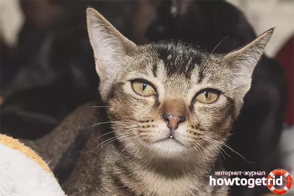 Character Cat Breed Asian Tabby.