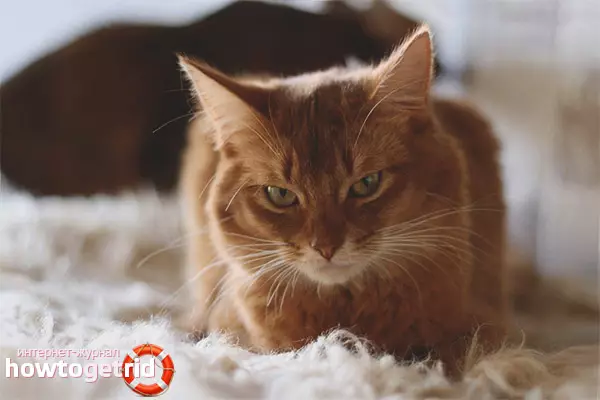 Somali Cat (Somalia) - descrierea rasei și caracterului