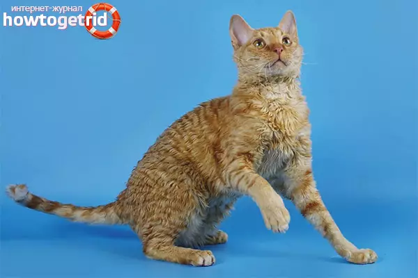 Ural Rex - descriere și caracter CAT