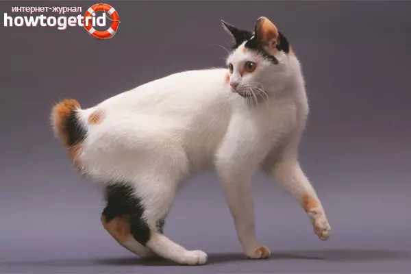 Karakter ng Japanese bobtail.