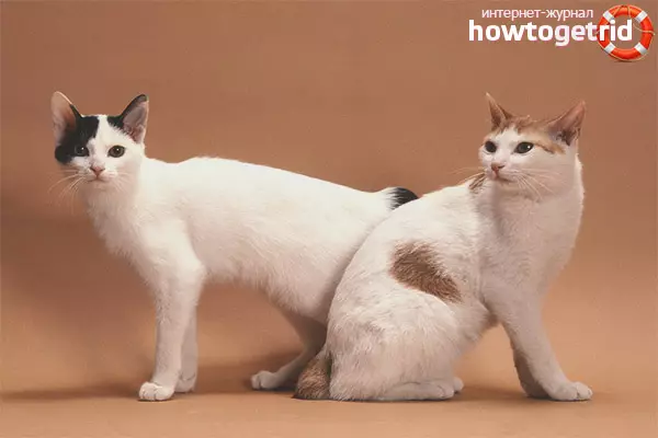 Ang mga kulay ng Japanese bobtail