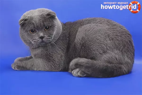 I-Scottish Fold Cat - Incazelo Yohlobo