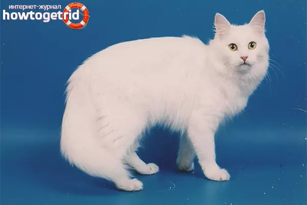 Angora turca - Raza Descrición e personaxe de gato