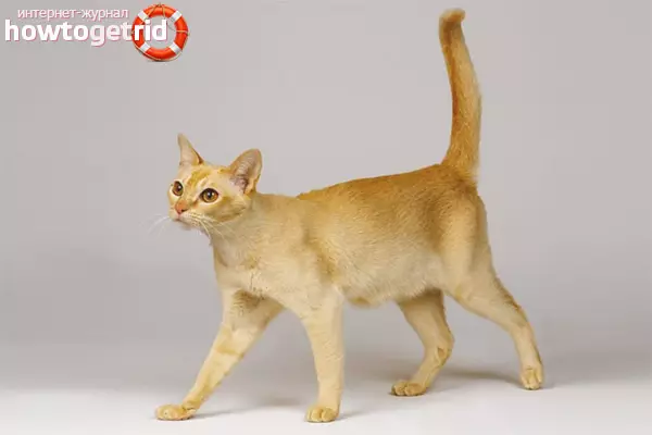 Karaktera Ceylon Cat