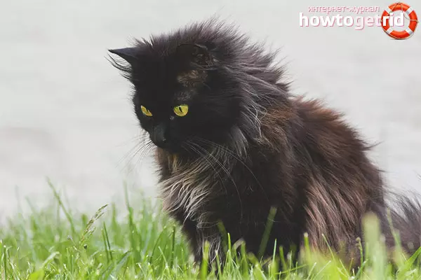 Shantilia Tiffany - Description de la race et caractère de chat