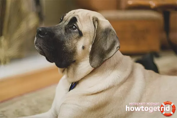 English Mastiff - Dog Beskriuwing en Dog-karakter