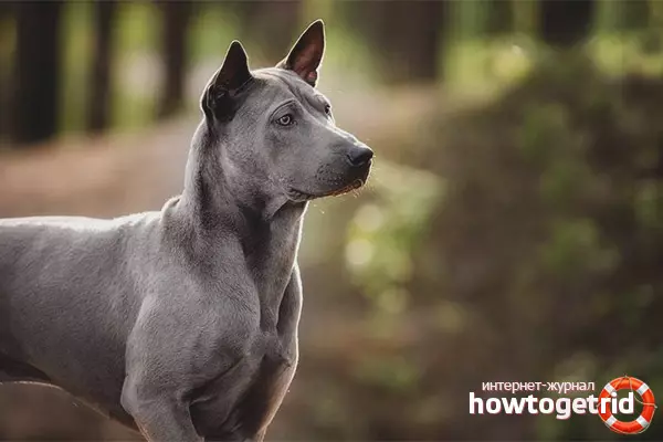 Thai ridgeback - tsananguro yeimbwa uye imbwa hunhu