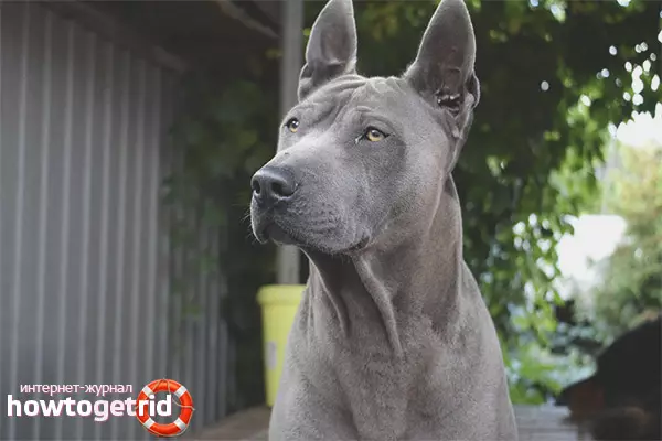 Apparence Thai Ridgeback