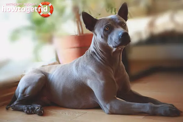 Caractéristiques de la nature de Thai Ridgeback