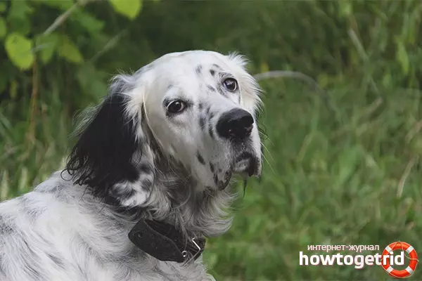 English Setter - Descrición do can e personaxe do can