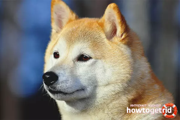 Akita Inu - Tsanangudzo yeimbwa uye imbwa hunhu