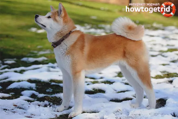 Akita Inu'nun genel olarak kabul edilen standartlar