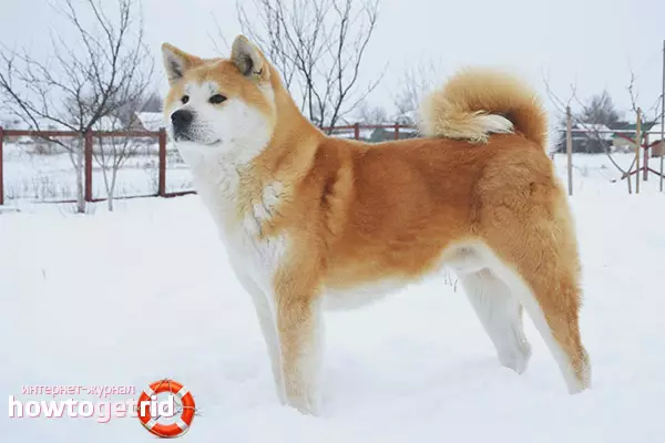 جوانب مثبت و منفی Akita Inu