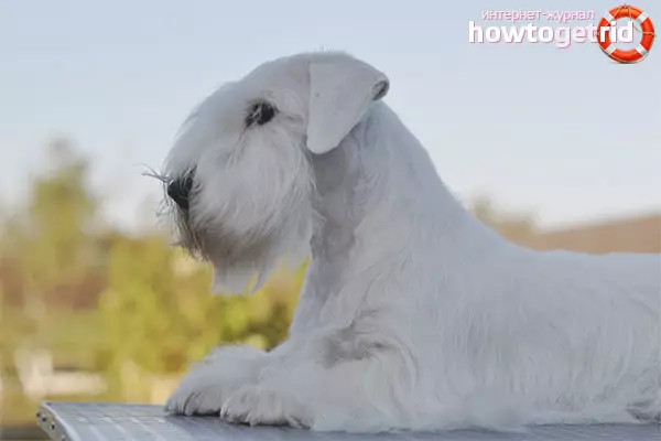 Silichem Terrier - Tsanangudzo yeimbwa uye imbwa hunhu