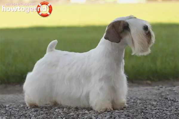 Mga katangian ng Silichem Terrier.