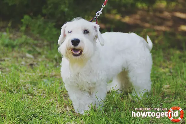 Zorgo kaj enhavo de Silichem Terrier