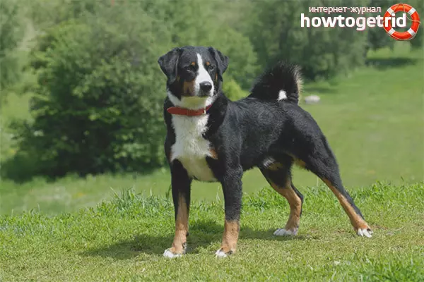 Appaneceler-Zennenhund - Descrición do can e personaxe de can