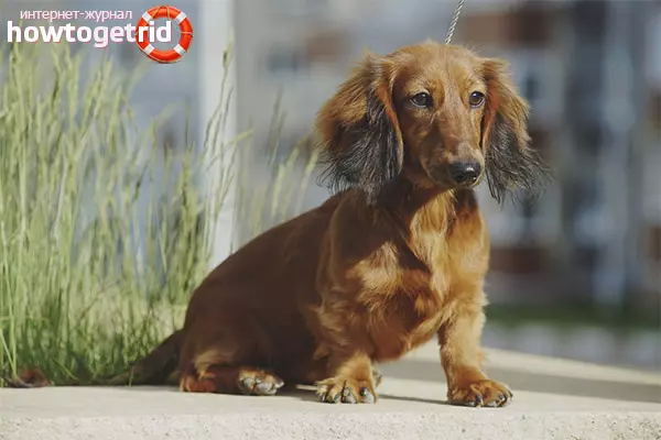 Langt hár dachshund