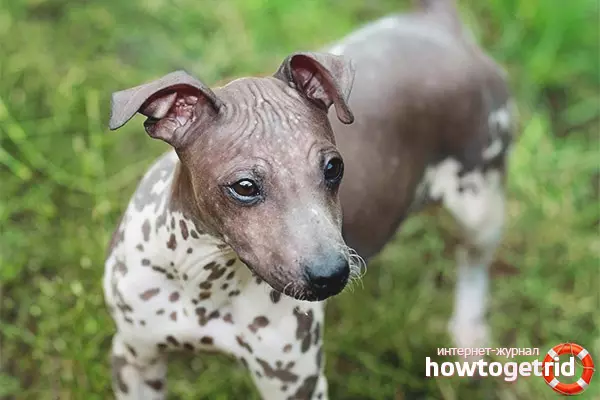 American Naked Terrier - Descripció del gos i caràcter de gos