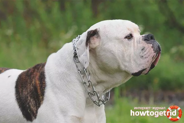 American Bulldog - Popis pes a charakter psov