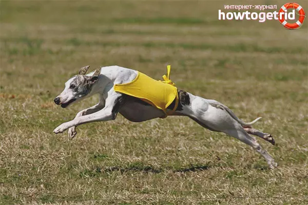 Cómo cuidar a un whippet de raza de perro