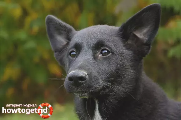 Canaan Dog - Beskriuwing fan ras en karakter