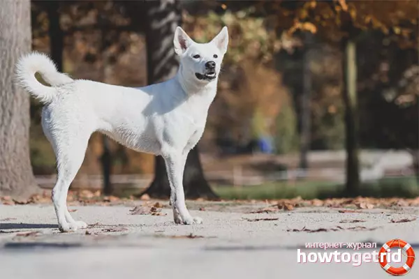 Personagem do cão canano