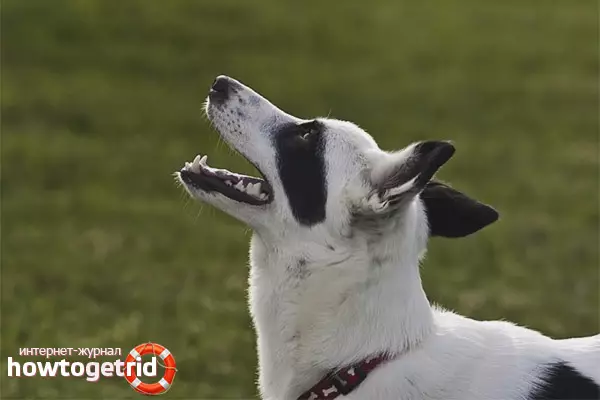 Alimentando um cão canano