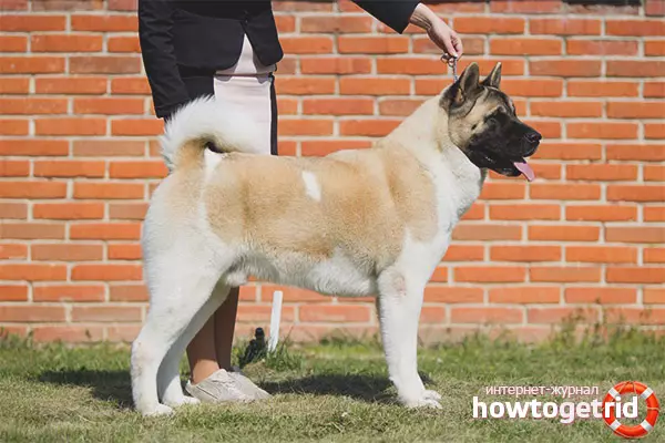 American Akita.