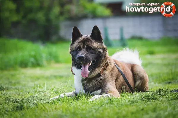 Cwj pwm ntawm American Akita