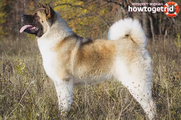 Akita Amerîkî Training