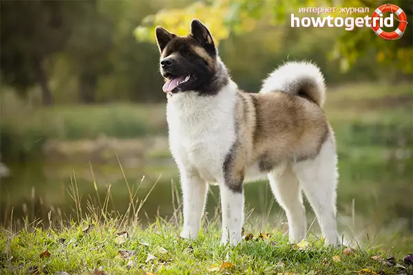 Nutrição akita.