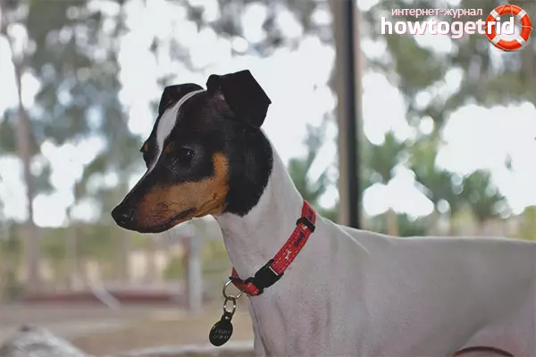 Terrier japonès - Descripció del gos i caràcter de gos