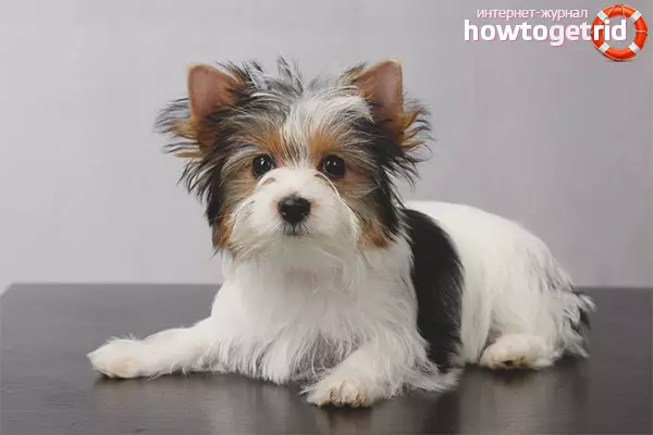 Baiver Yorkshire Terrier - Dog Beskriuwing en Dog-karakter