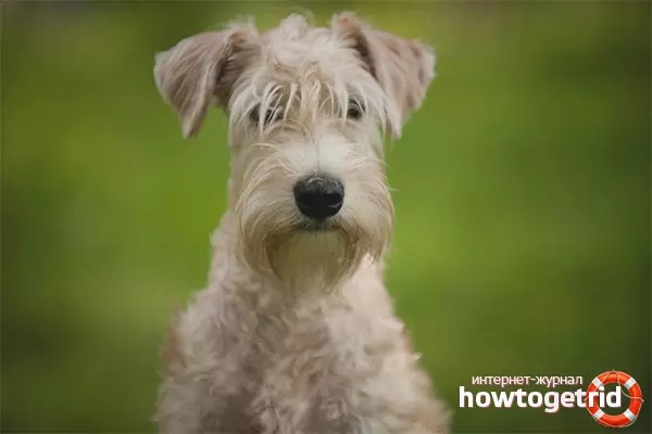 Írska mjúkur hveiti Terrier - Breit Lýsing