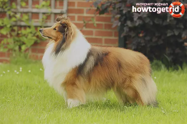 Shelti - Beschrijving van het ras en het karakter van de hond