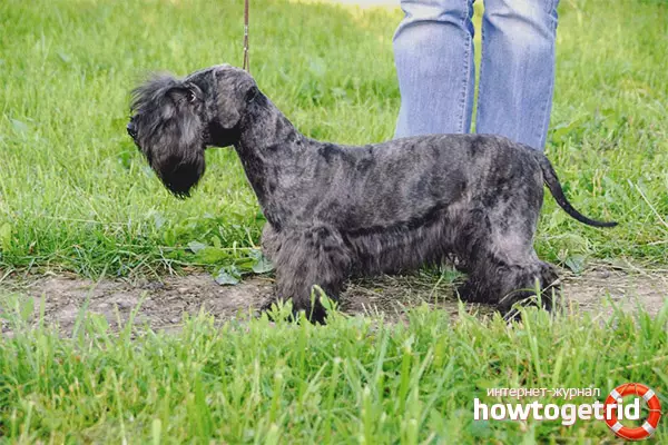 Tababbarka iyo barbaarinta Czech Terrier