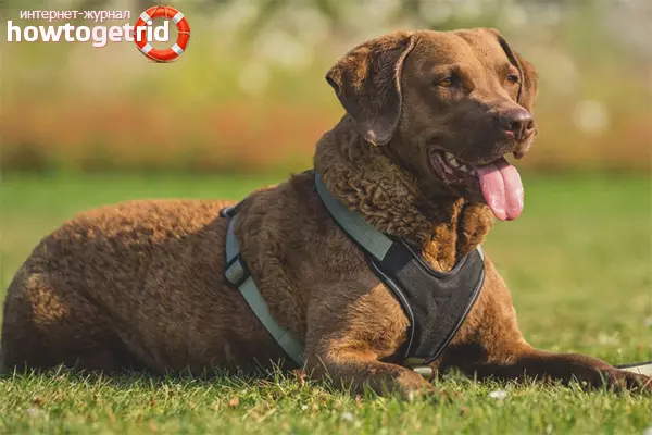 Laine et couleur Chesapee Bay retriever