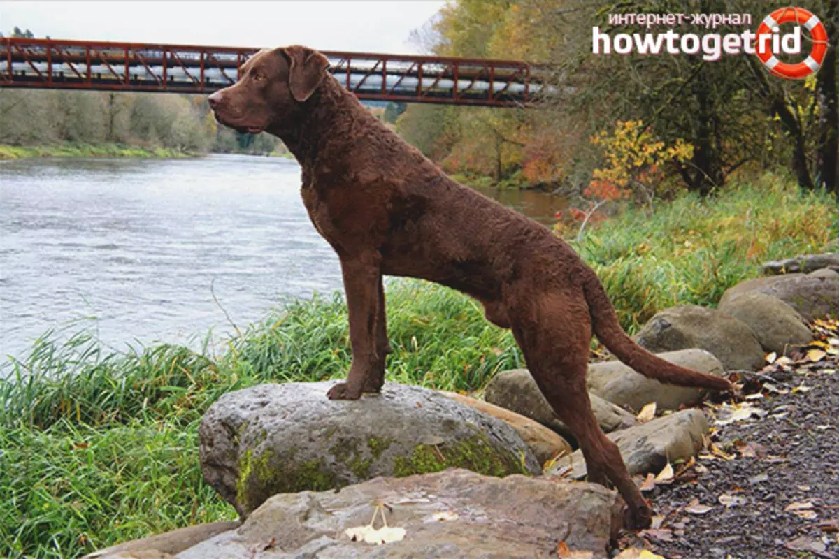 Saúde Chesupik Bay Retriever